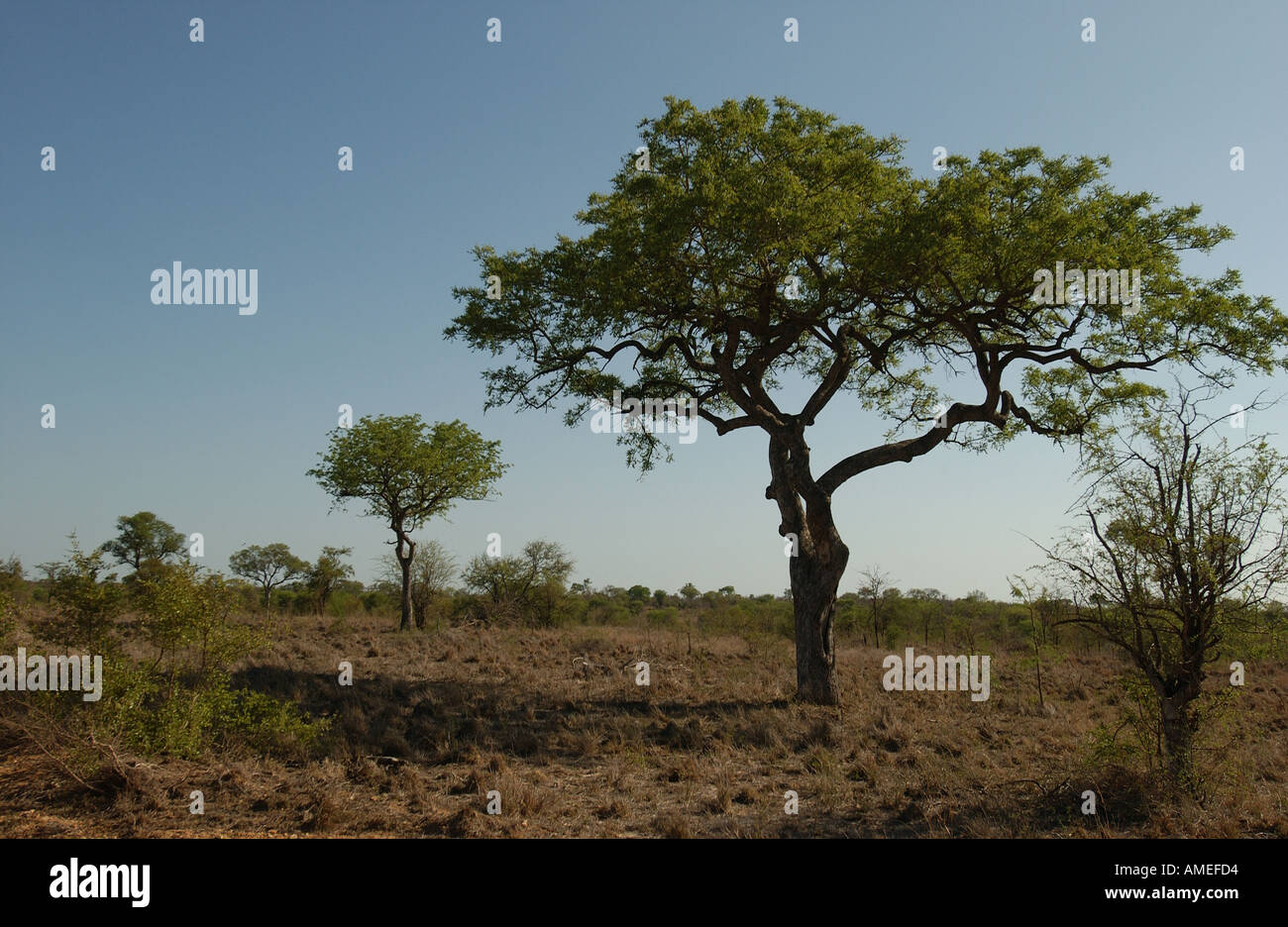 Lowveld landscapes hi-res stock photography and images - Alamy