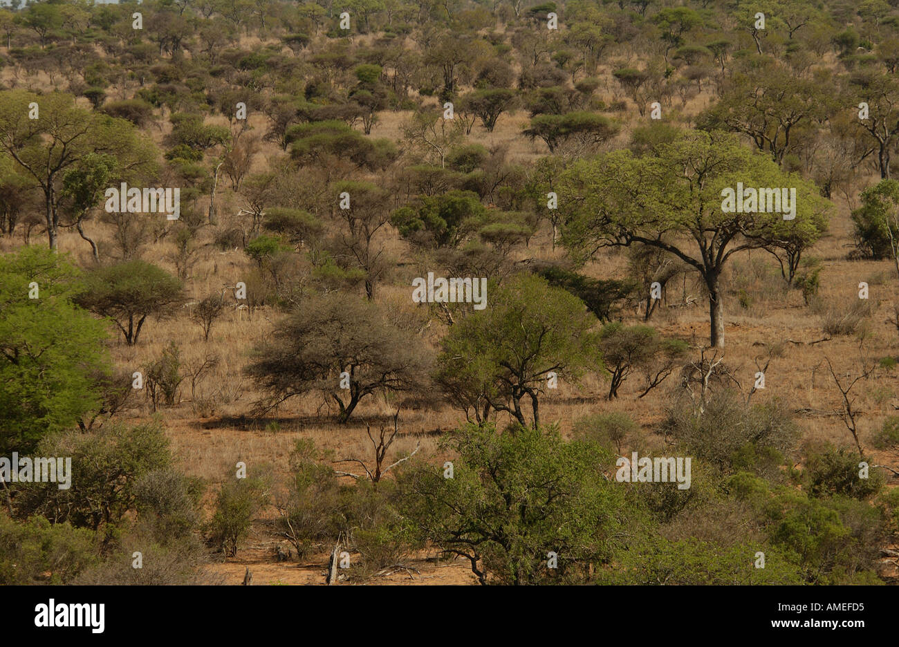 Lowveld landscapes hi-res stock photography and images - Alamy