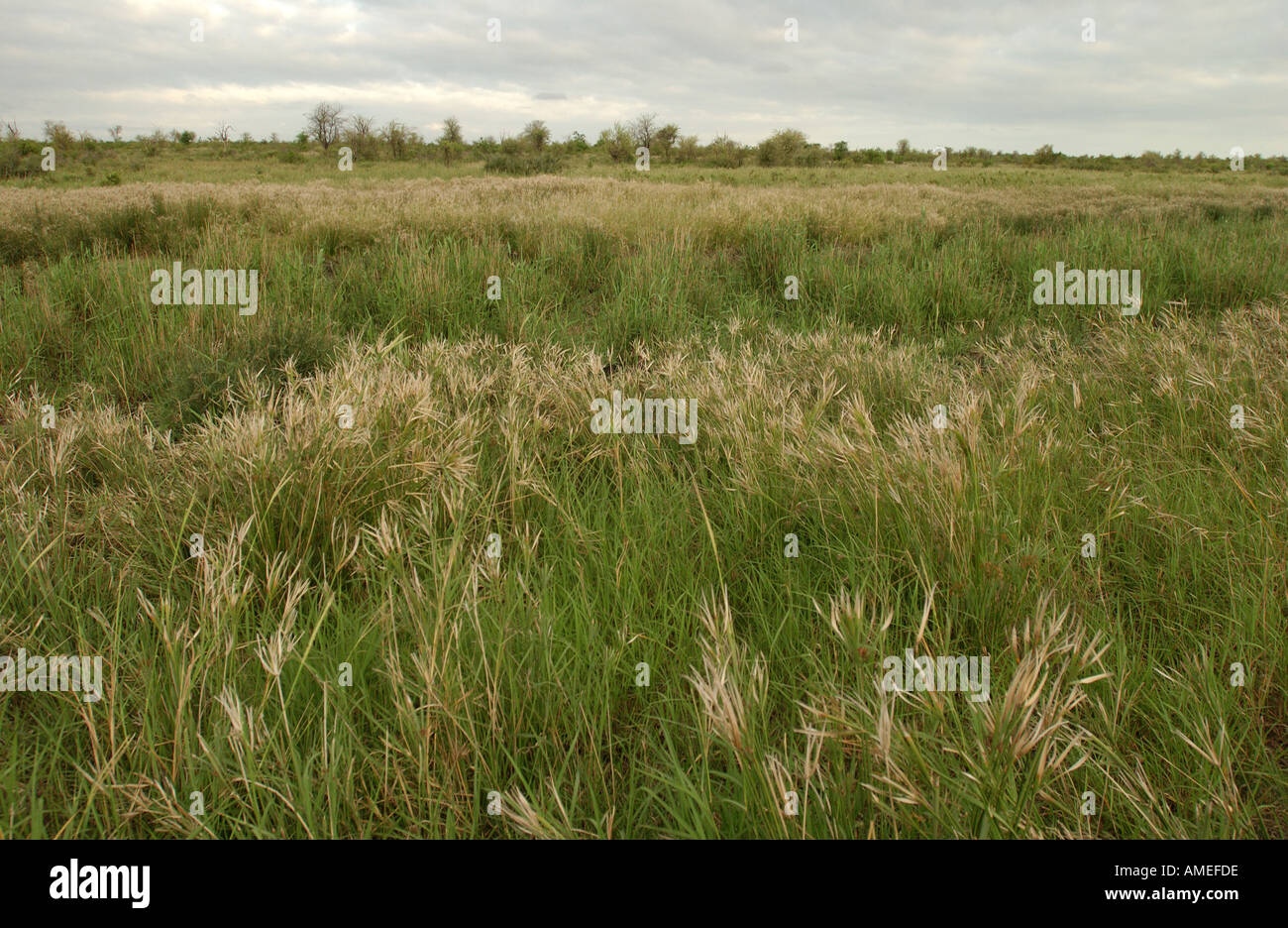 Lowveld landscapes hi-res stock photography and images - Alamy