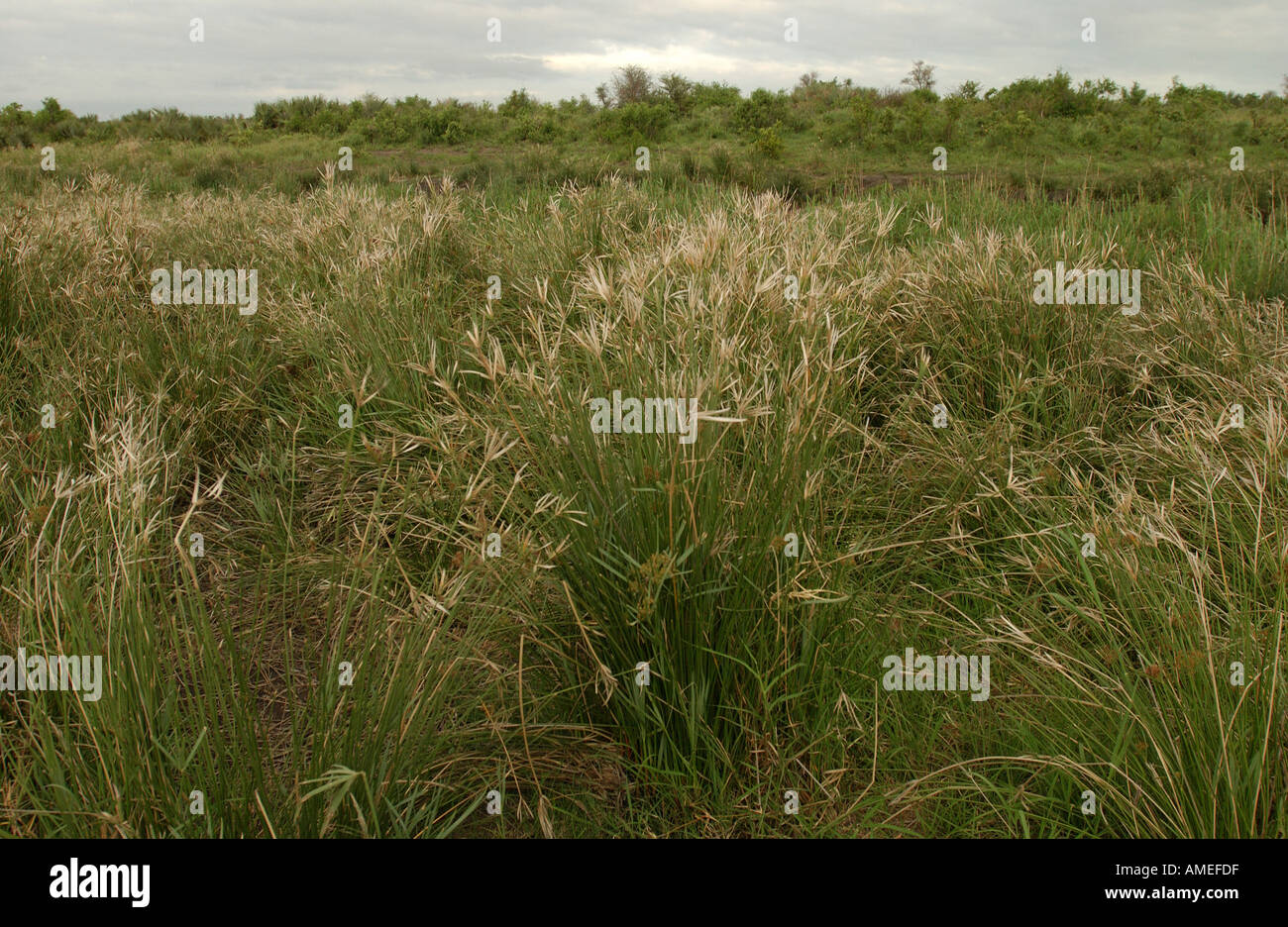 Lowveld landscapes hi-res stock photography and images - Alamy