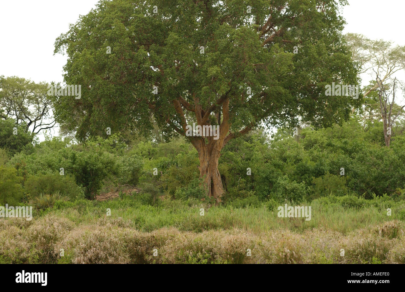 Trees and vegetation in the African Landscape Stock Photo - Alamy