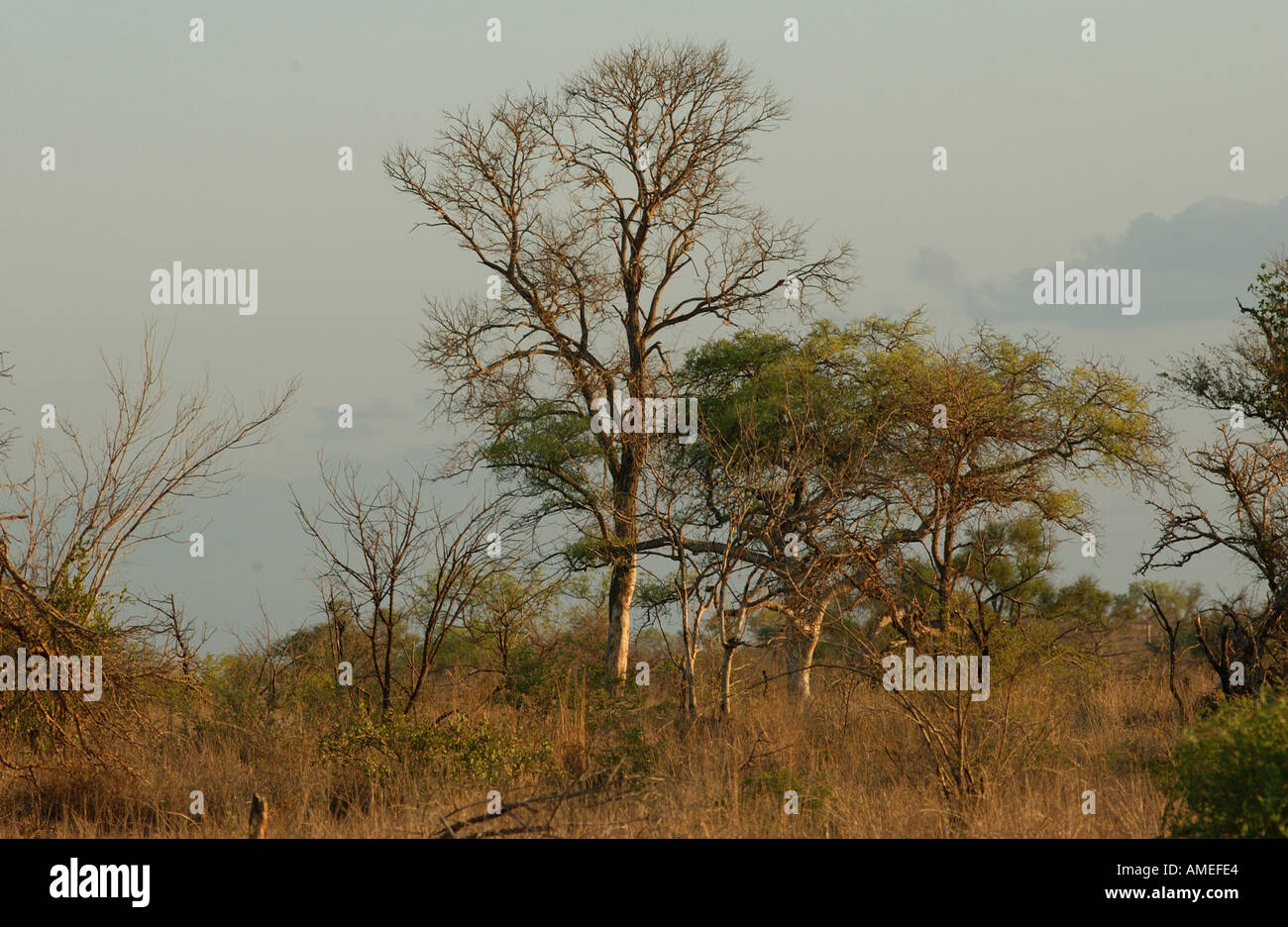 Lowveld landscapes hi-res stock photography and images - Alamy