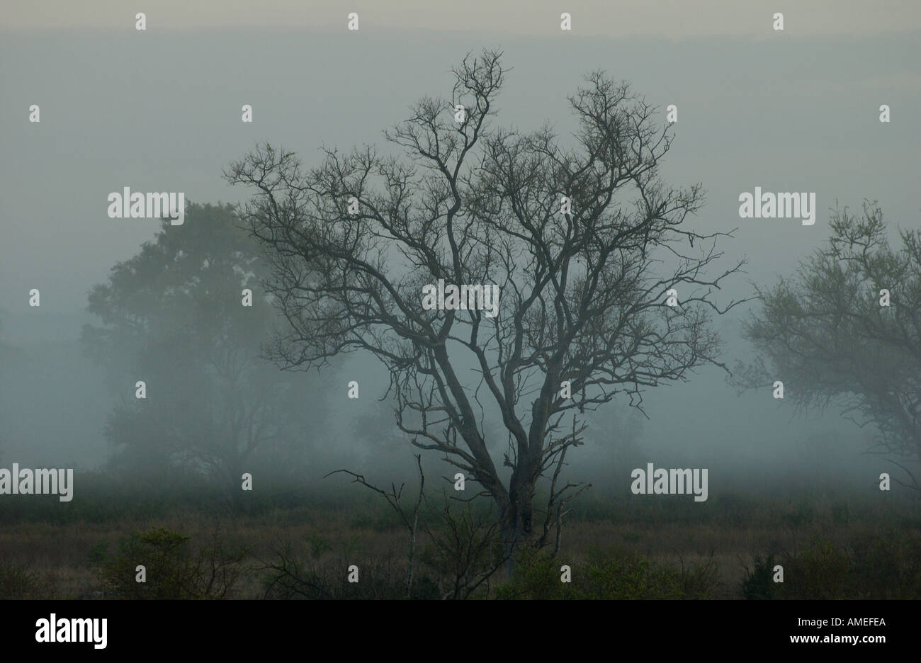 Lowveld landscapes hi-res stock photography and images - Alamy