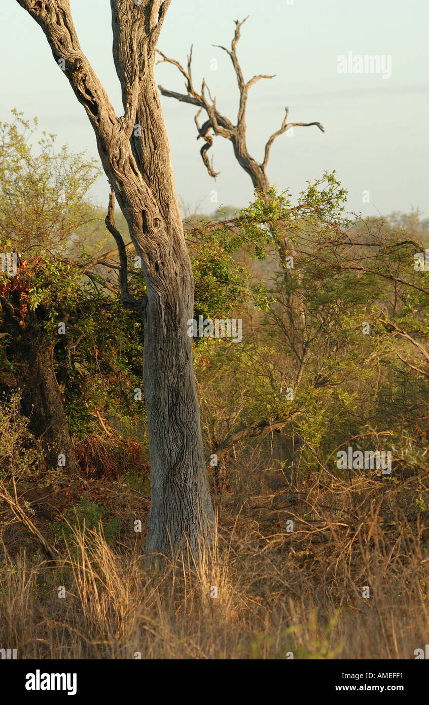 Lowveld landscapes hi-res stock photography and images - Alamy