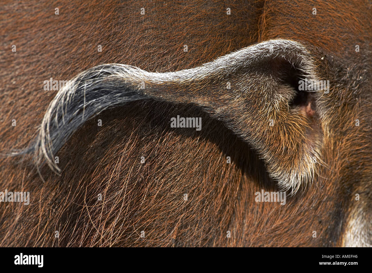 African bush pigs hi-res stock photography and images - Alamy