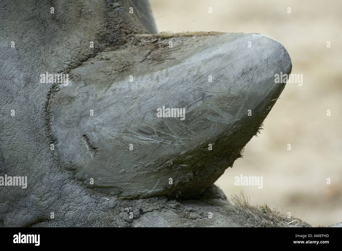Rhinoceros horn aphrodisiac hi-res stock photography and images - Alamy