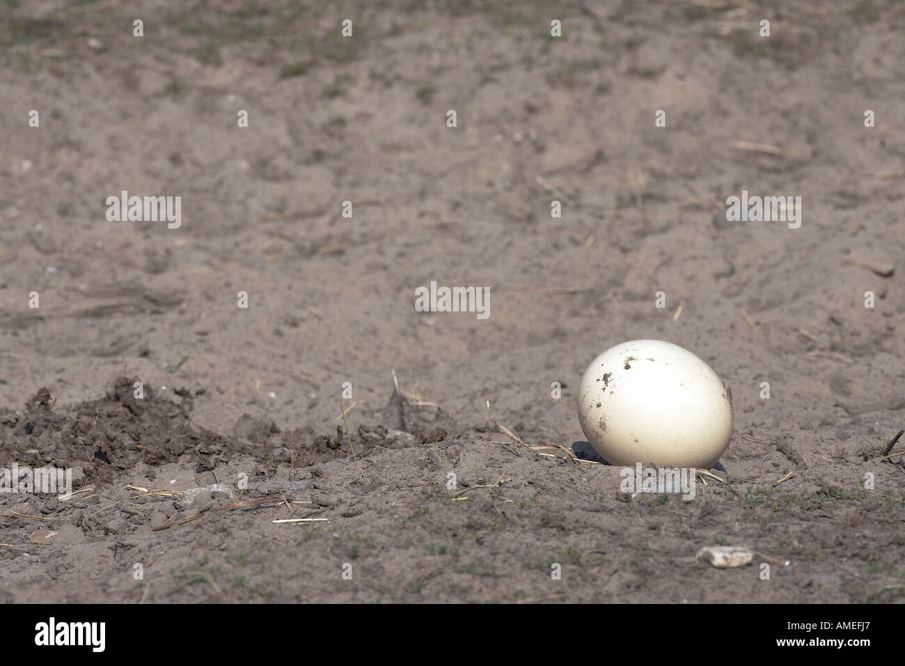 ostrich (Struthio camelus), single egg on the ground Stock Photo - Alamy