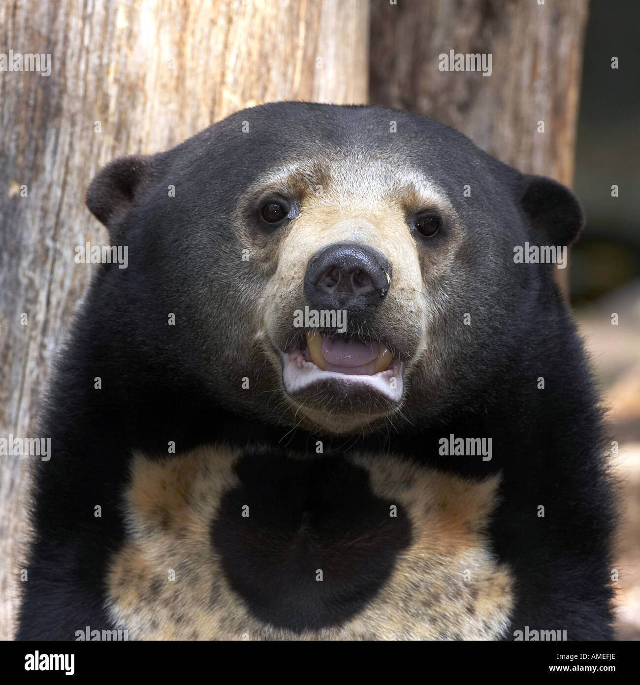 sun bear, Malayan sun bear (Helarctos malayanus), portrait of a single ...