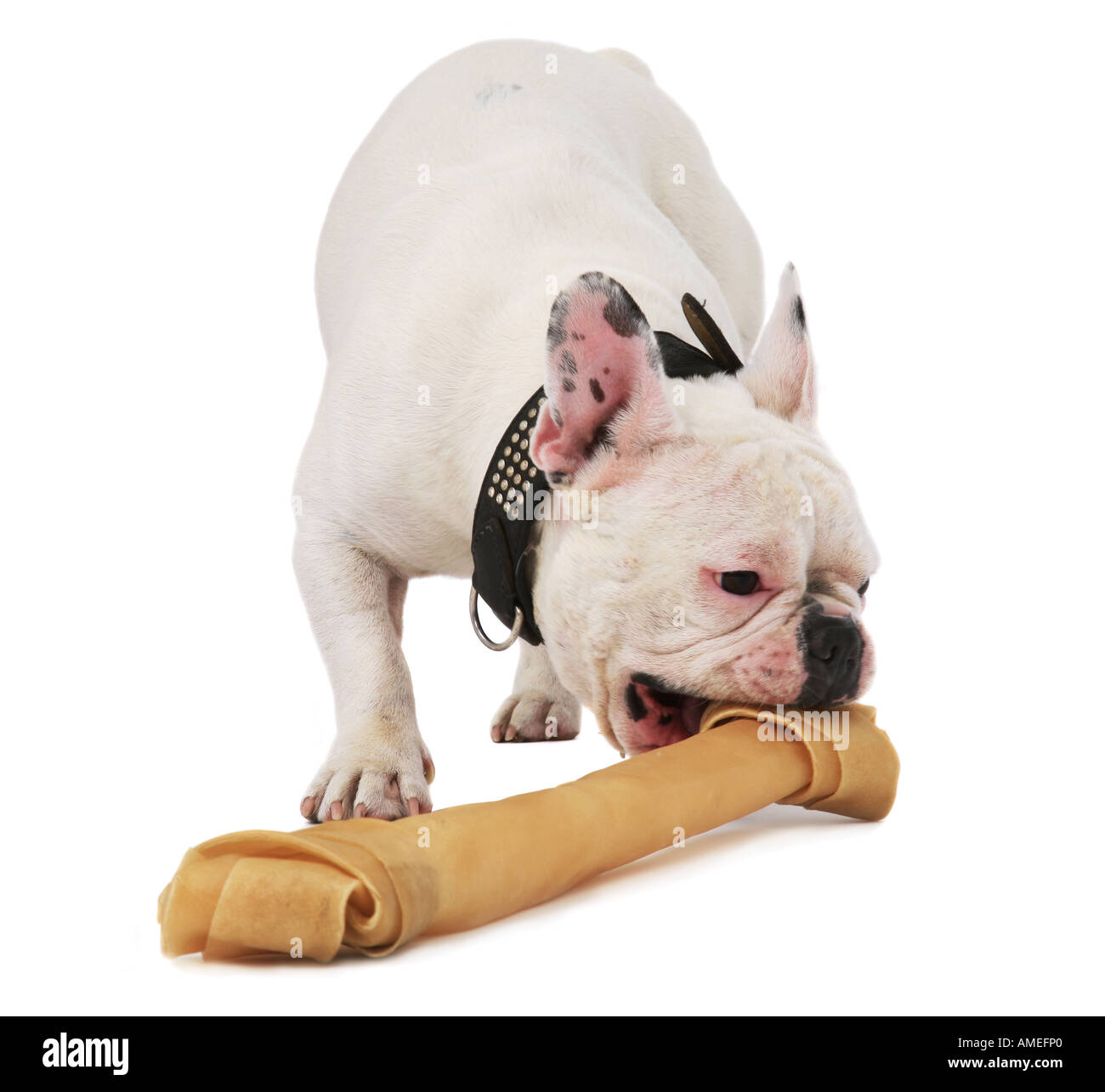 French Bulldog (Canis lupus f. familiaris), bites into a bone Stock ...