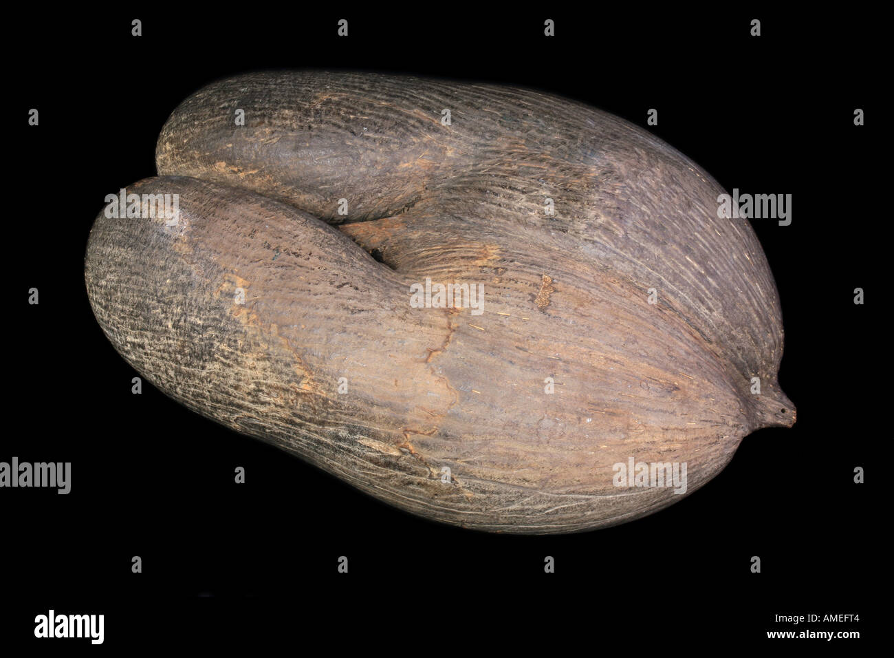 coco de mer, double coconut (Lodoicea maldivica), fruit (bot. drupe ...