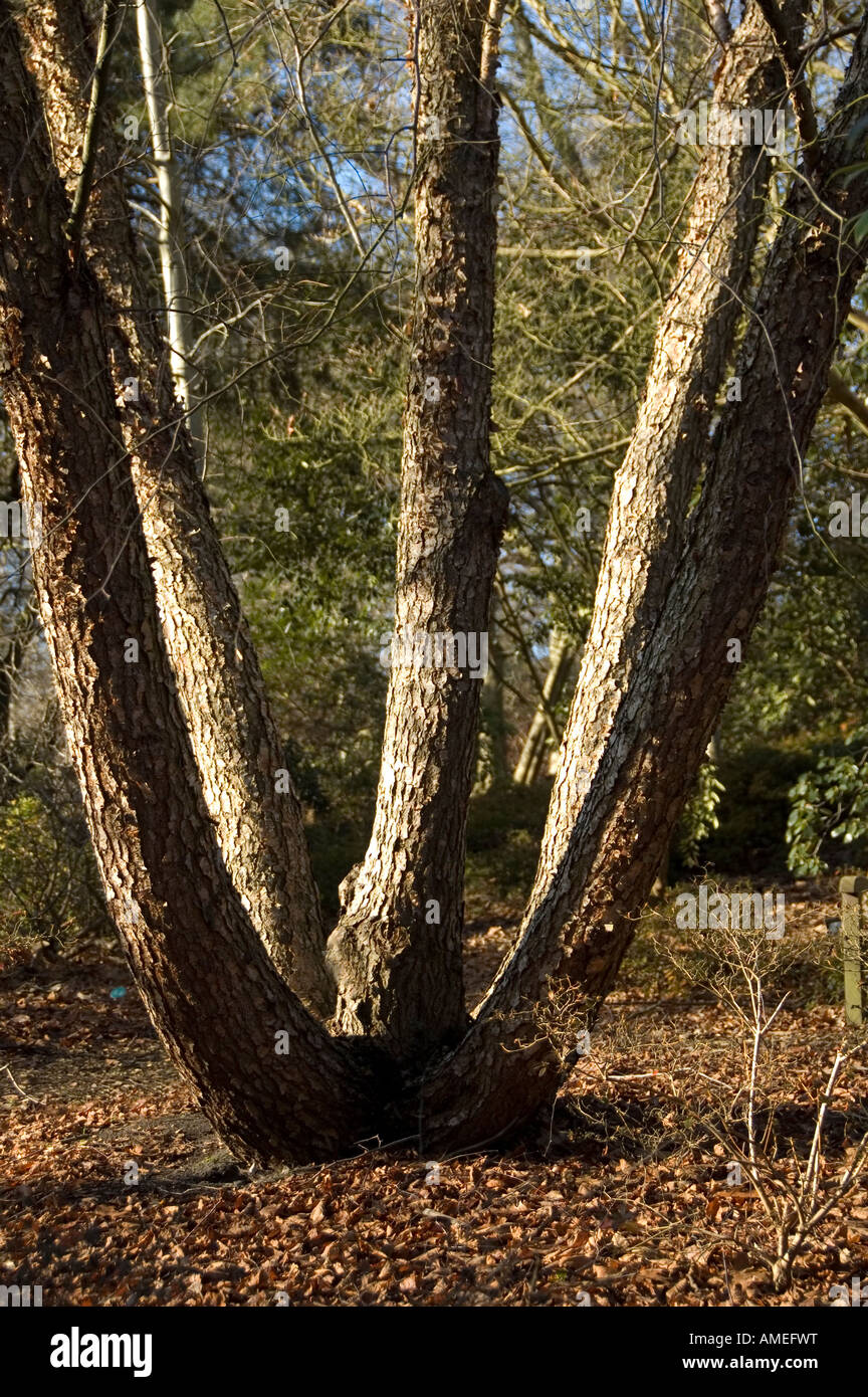 Main tree trunks of the Rive Birch Betula Nigra photographed against ...