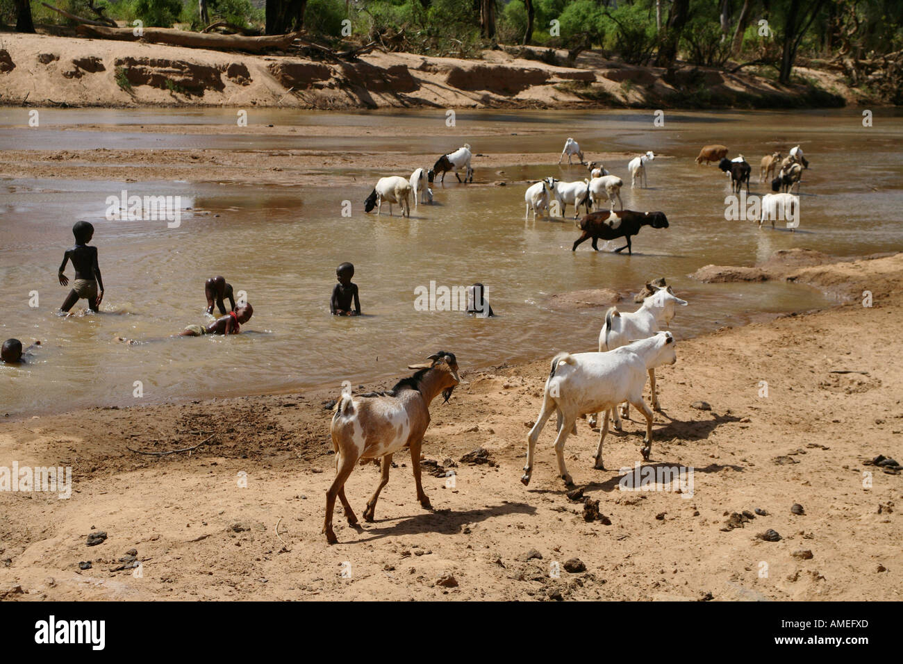 Bathing goats hi-res stock photography and images - Alamy