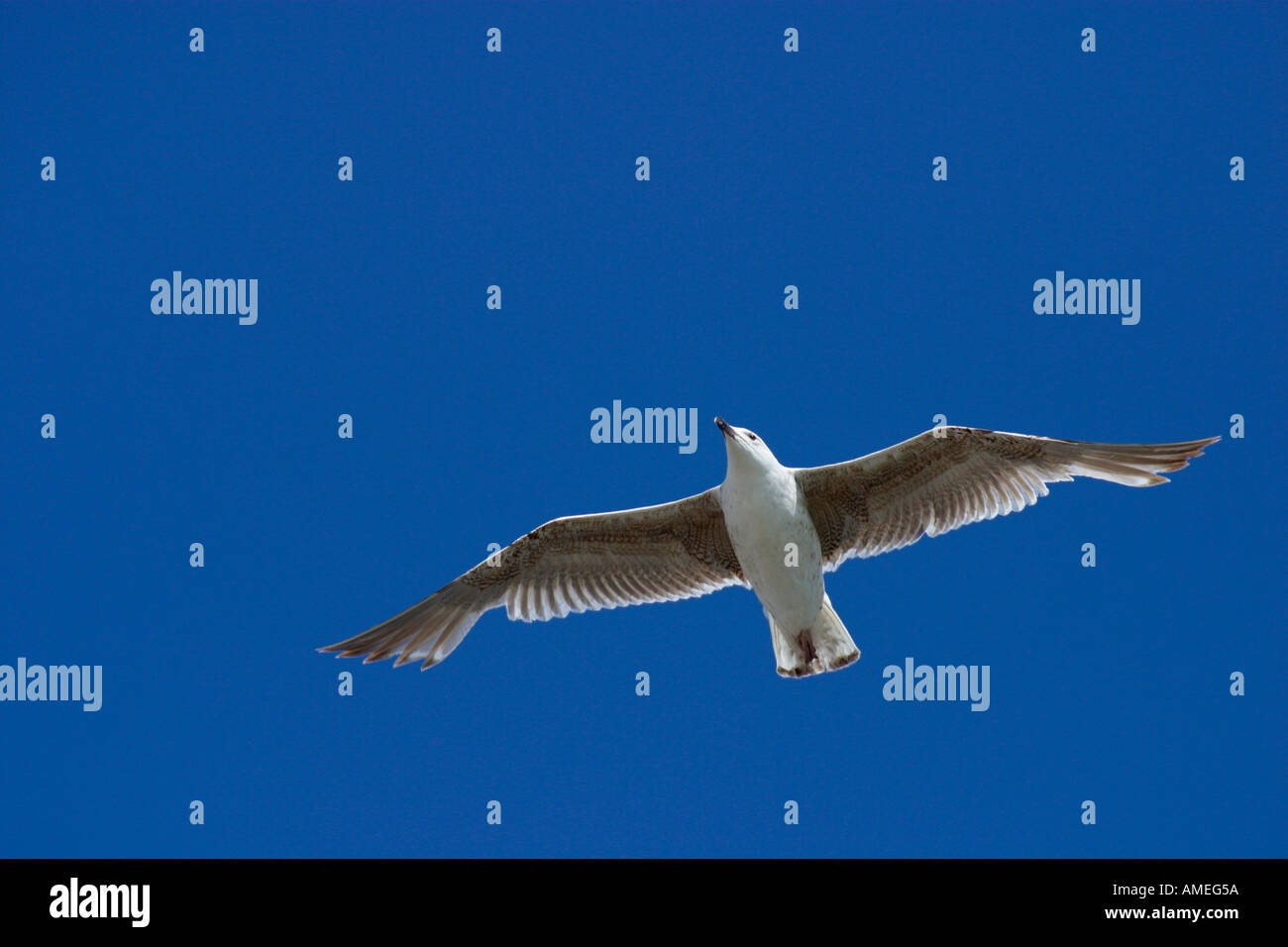 Operate a bird hi-res stock photography and images - Alamy