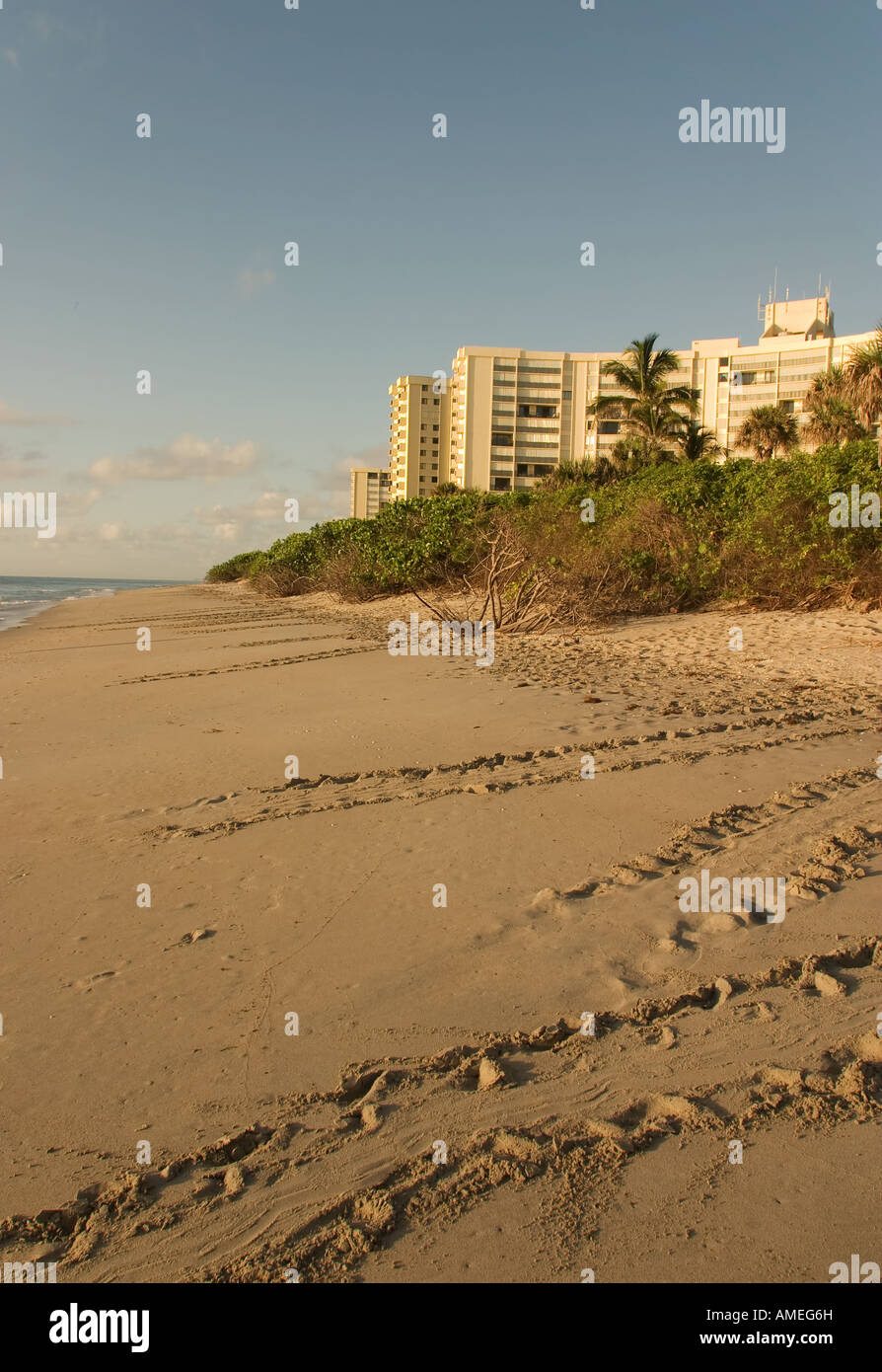 Every summer Loggerhead green and leatherback turtles nest along ...