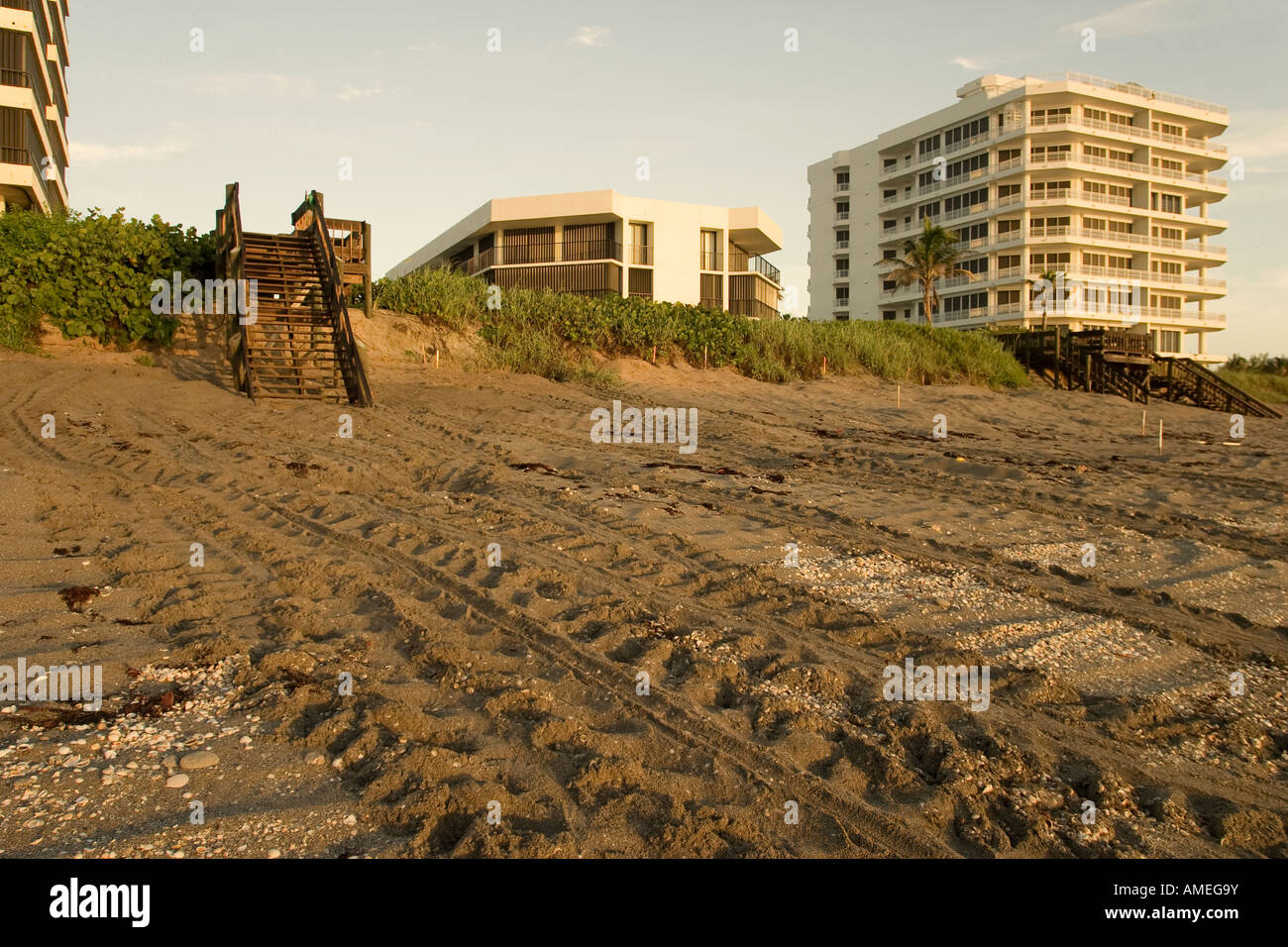Each summer Loggerhead green and leatherback turtles nest along Florida ...