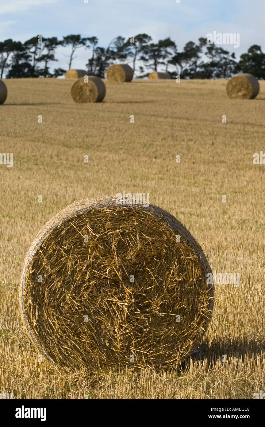 Straw bales in field at Kelso Scottish Borders Stock Photo - Alamy