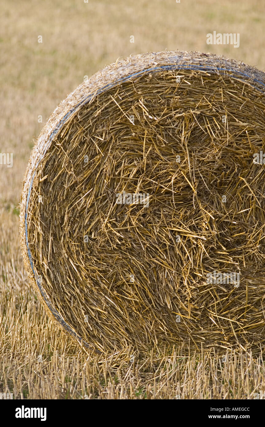 Straw bales in field at Kelso Scottish Borders Stock Photo - Alamy