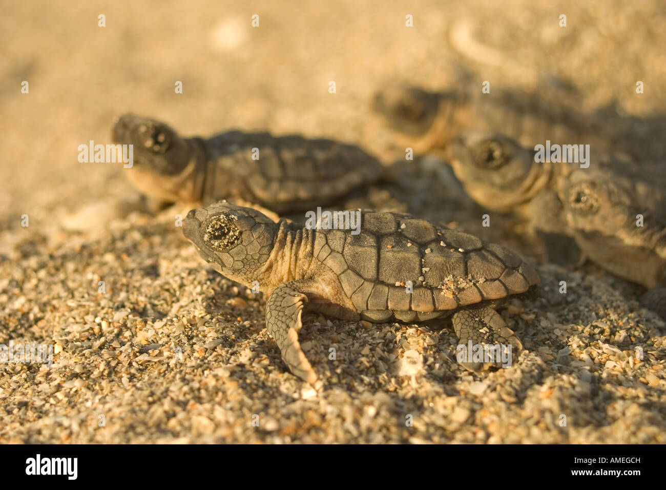 Loggerhead sea turtle hatchlings on their long march towards the ocean ...