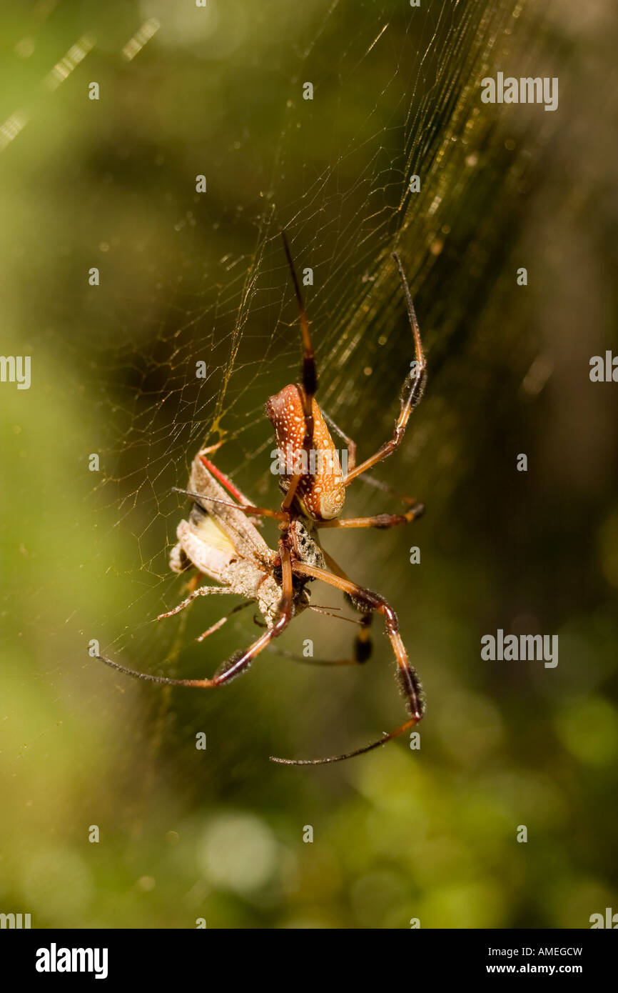 Orb weaver hi-res stock photography and images - Alamy