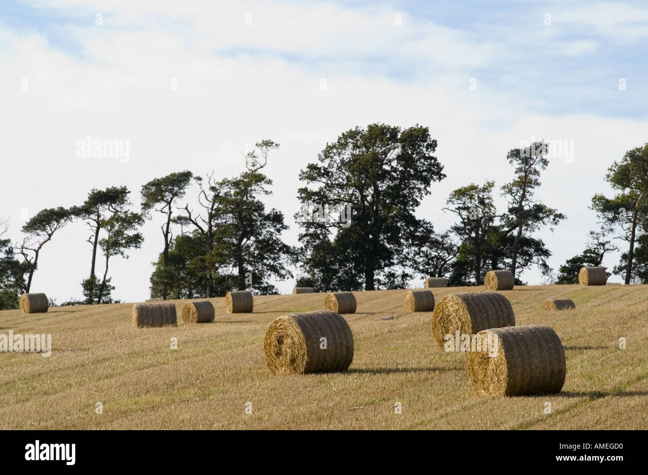 Straw bales in field at Kelso Scottish Borders Stock Photo - Alamy