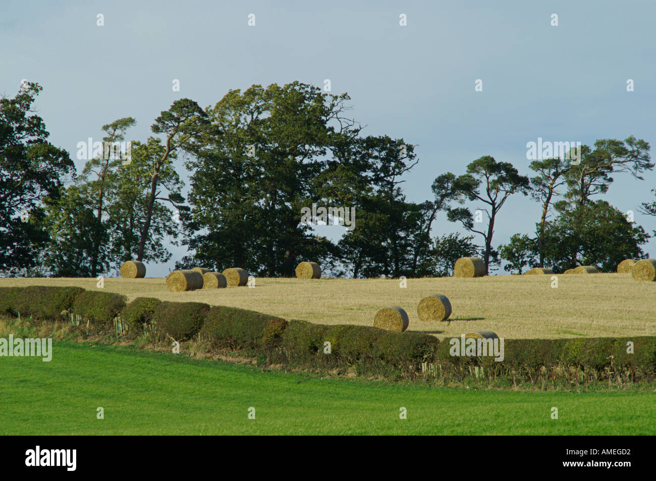 Straw bales in field at Kelso Scottish Borders Stock Photo - Alamy