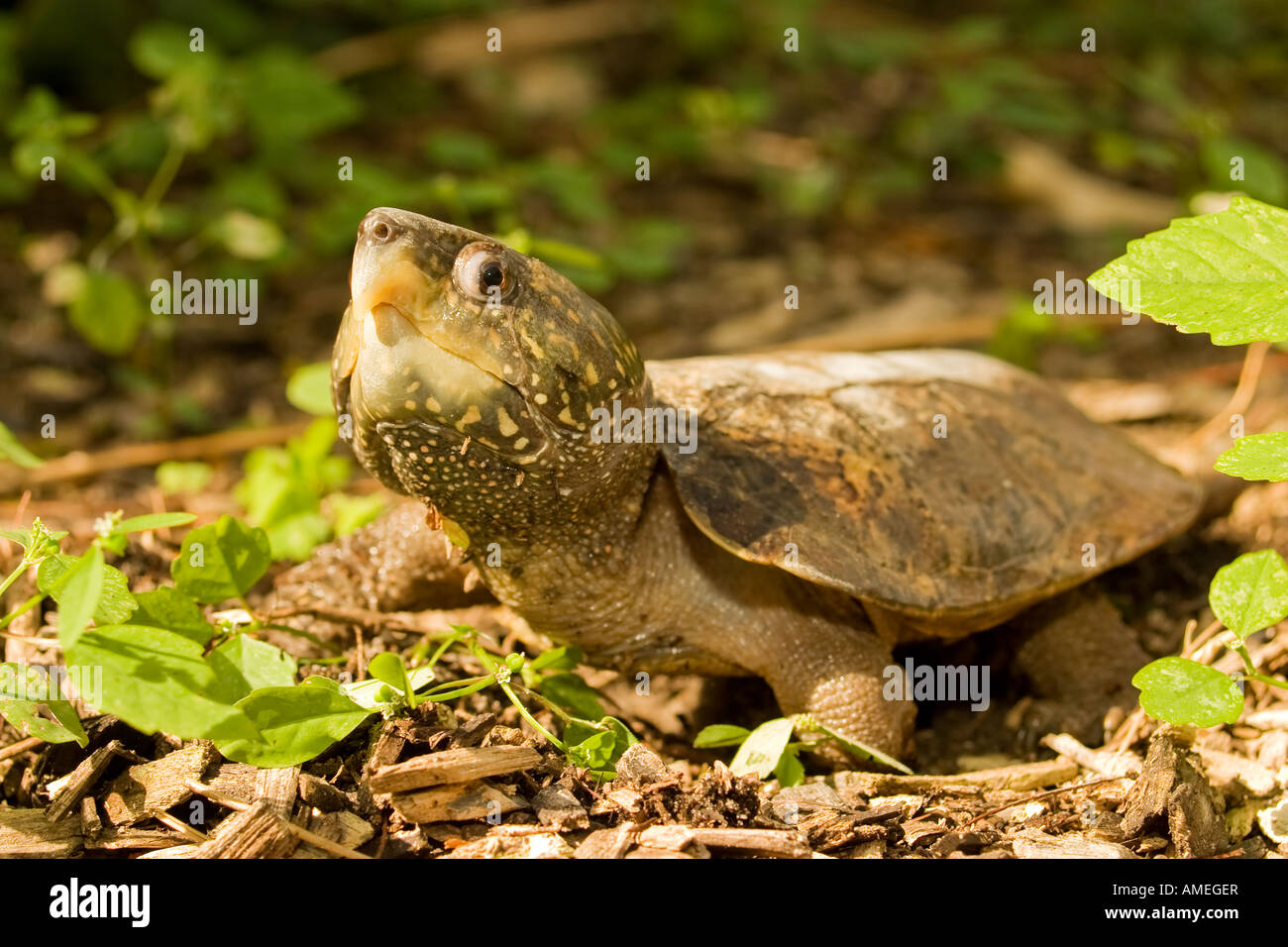 Chinese big headed turtle Platysternon megacephalum Stock Photo - Alamy