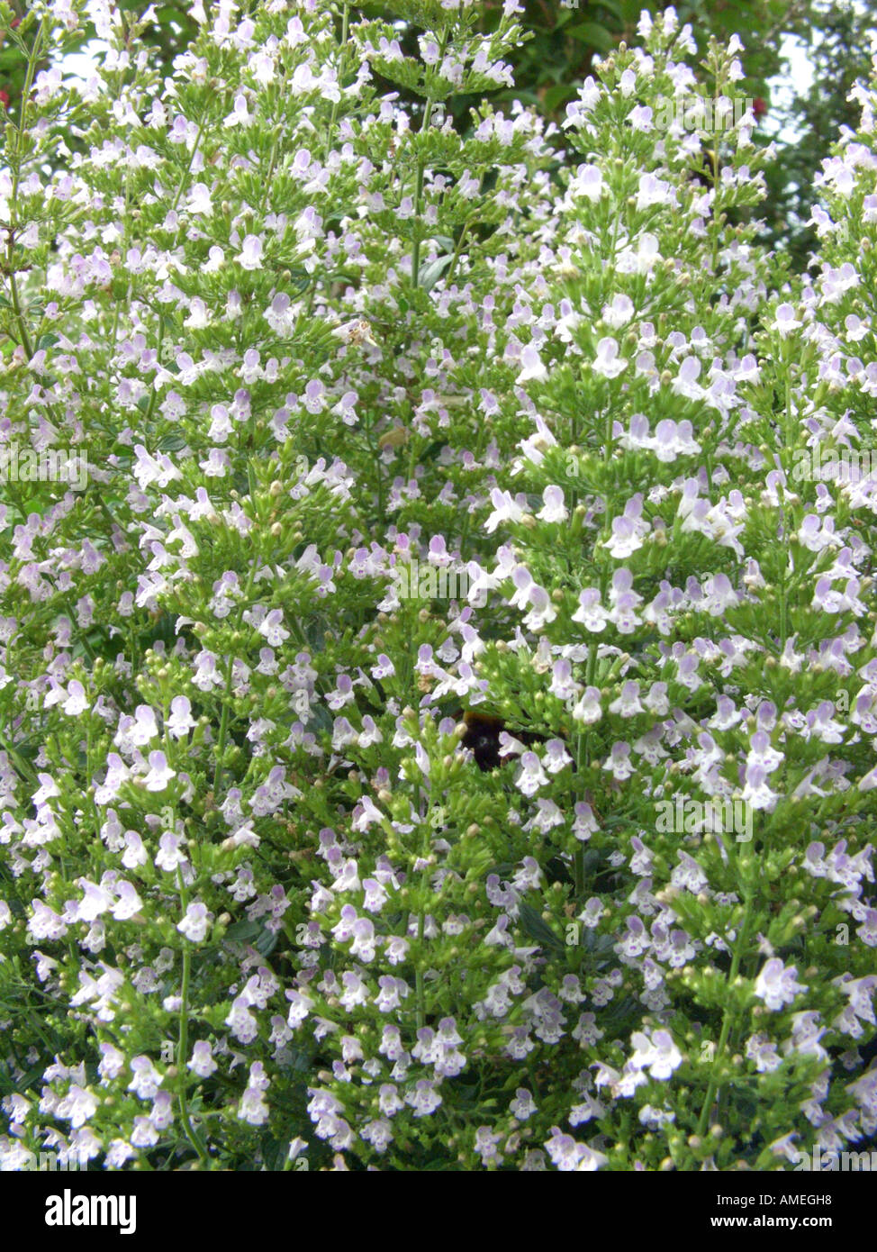 nepitella, Lesser Calamint (Calamintha nepeta), blooming Stock Photo ...