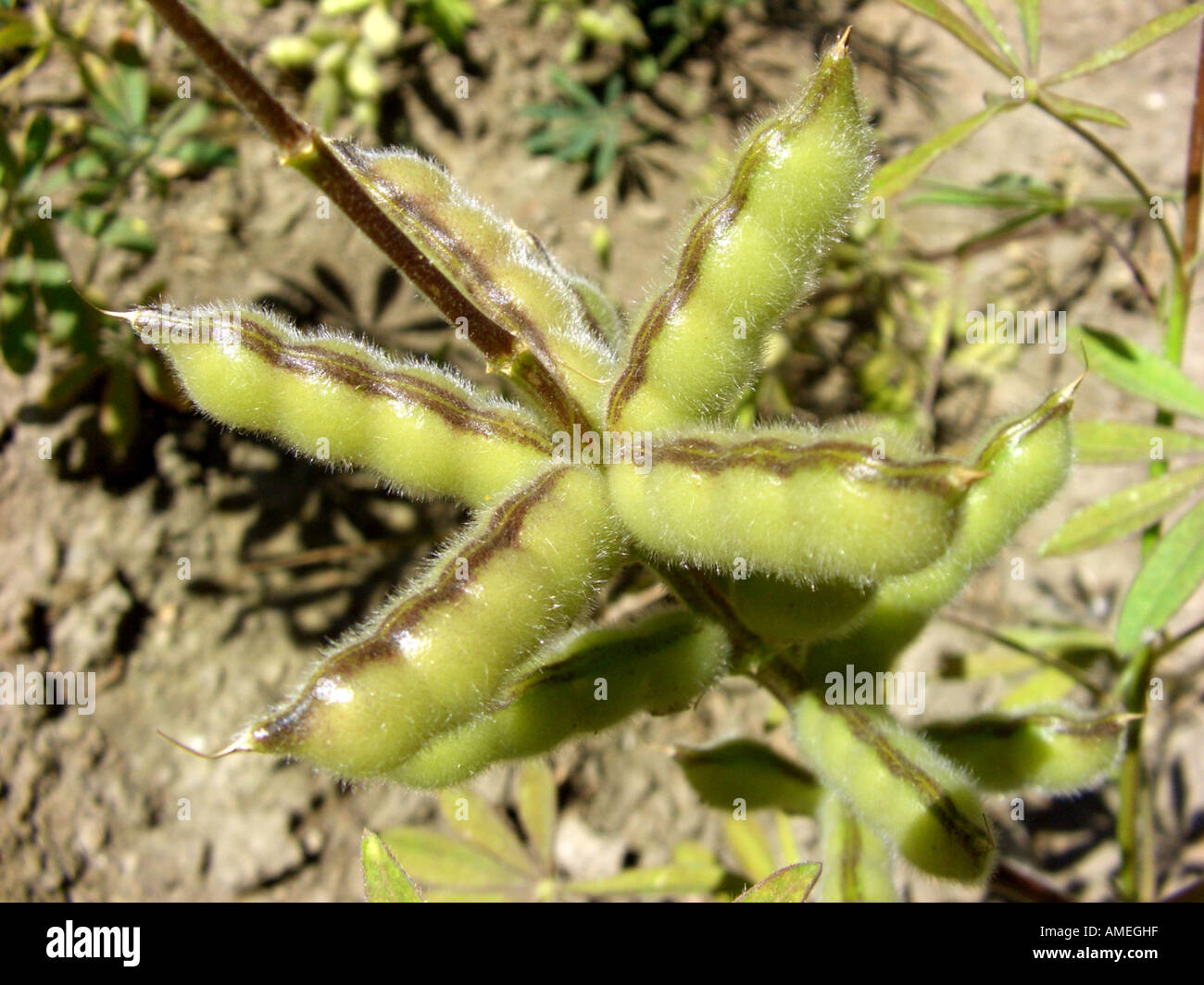 Lupinus luteus hi-res stock photography and images - Alamy