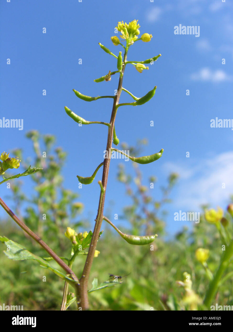 Marsh yellow cress hi-res stock photography and images - Alamy