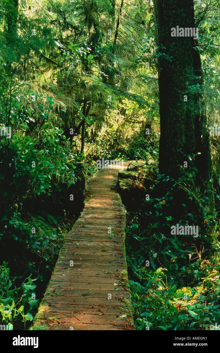 Path Through Forest, Pacific Rim National Park, Vancouver Island ...