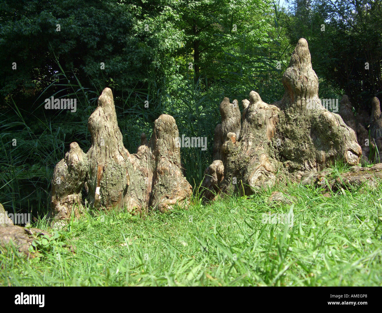 Fossil roots hi-res stock photography and images - Alamy