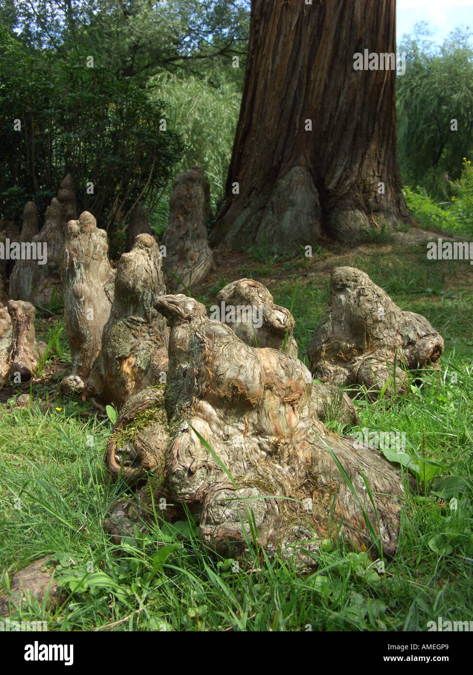 Fossil root hi-res stock photography and images - Alamy