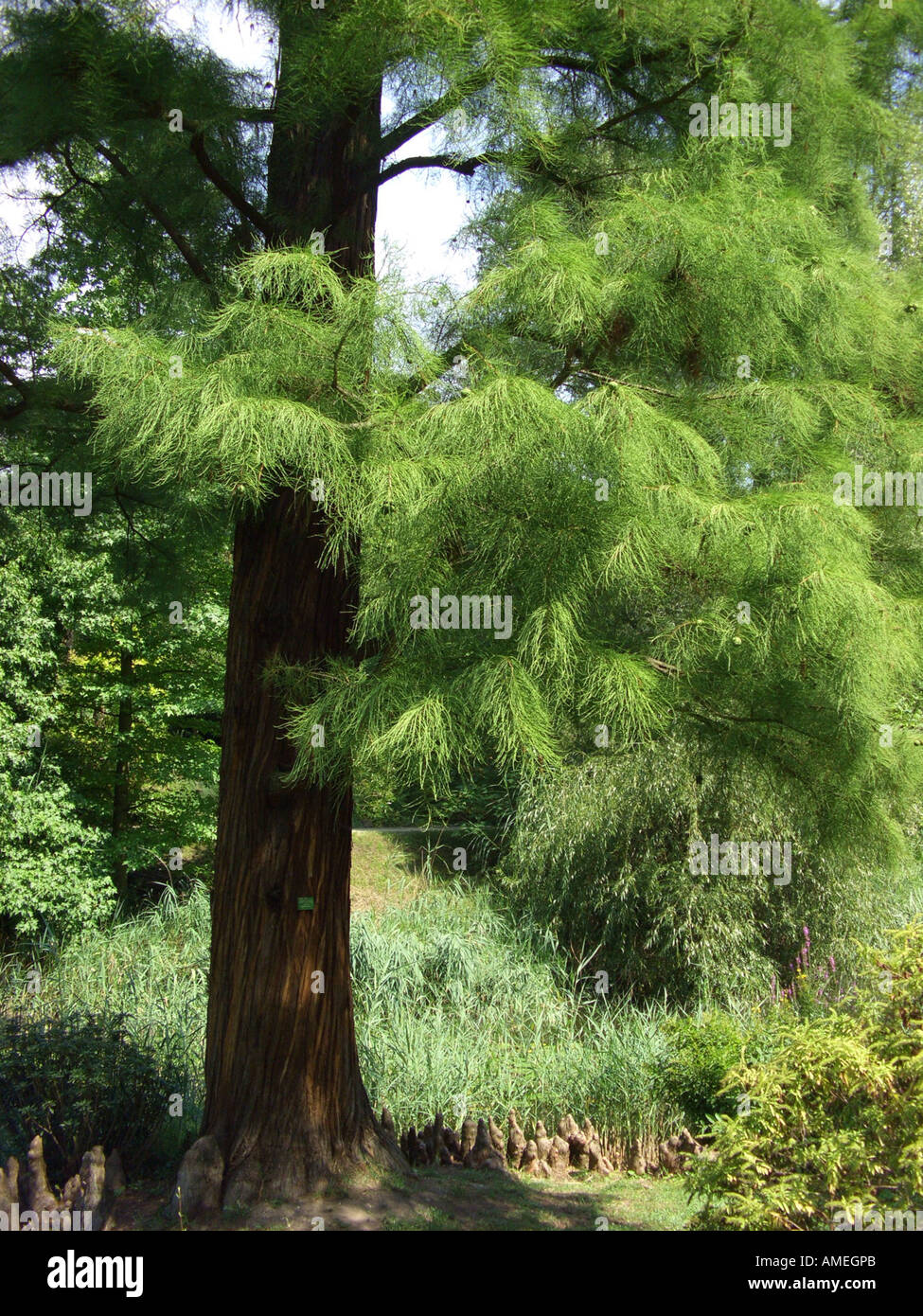 Pond Cypress, Pond Baldcypress (Taxodium ascendens, Taxodium Stock ... Pond Cypress, Pond Baldcypress (Taxodium ascendens, Taxodium Stock ...