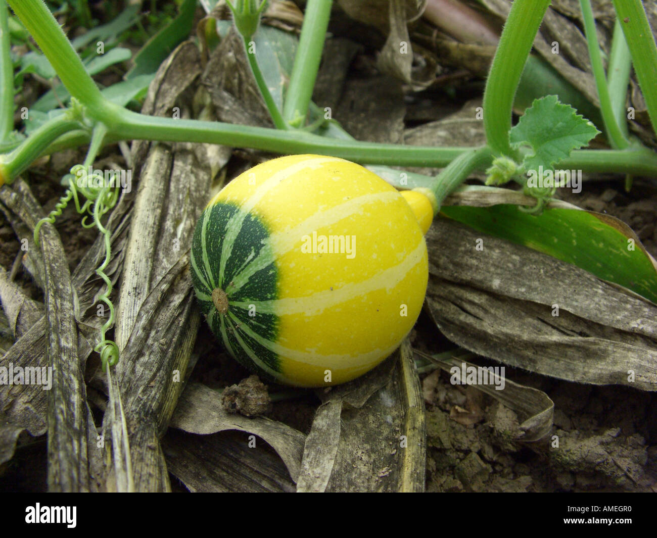 ornamental pumpkin (Cucurbita pepo convar. microcarpina), pumpkin Stock ...