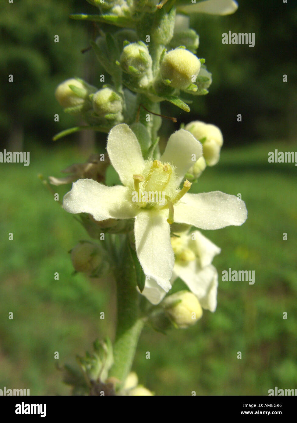 white mullein, dark mullein (Verbascum lychnitis), single flower Stock ...