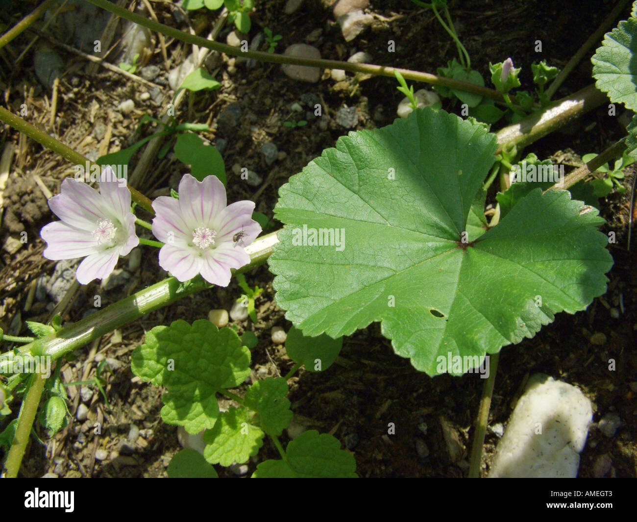 Mallow leafy hi-res stock photography and images - Alamy
