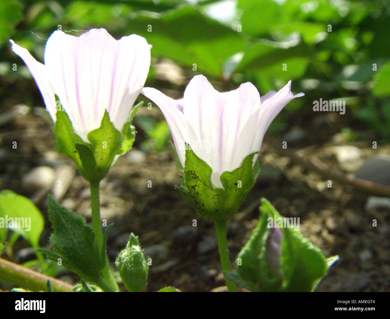 common mallow, dwarf mallow, dwarf cheeseweed (Malva neglecta), flowers ...