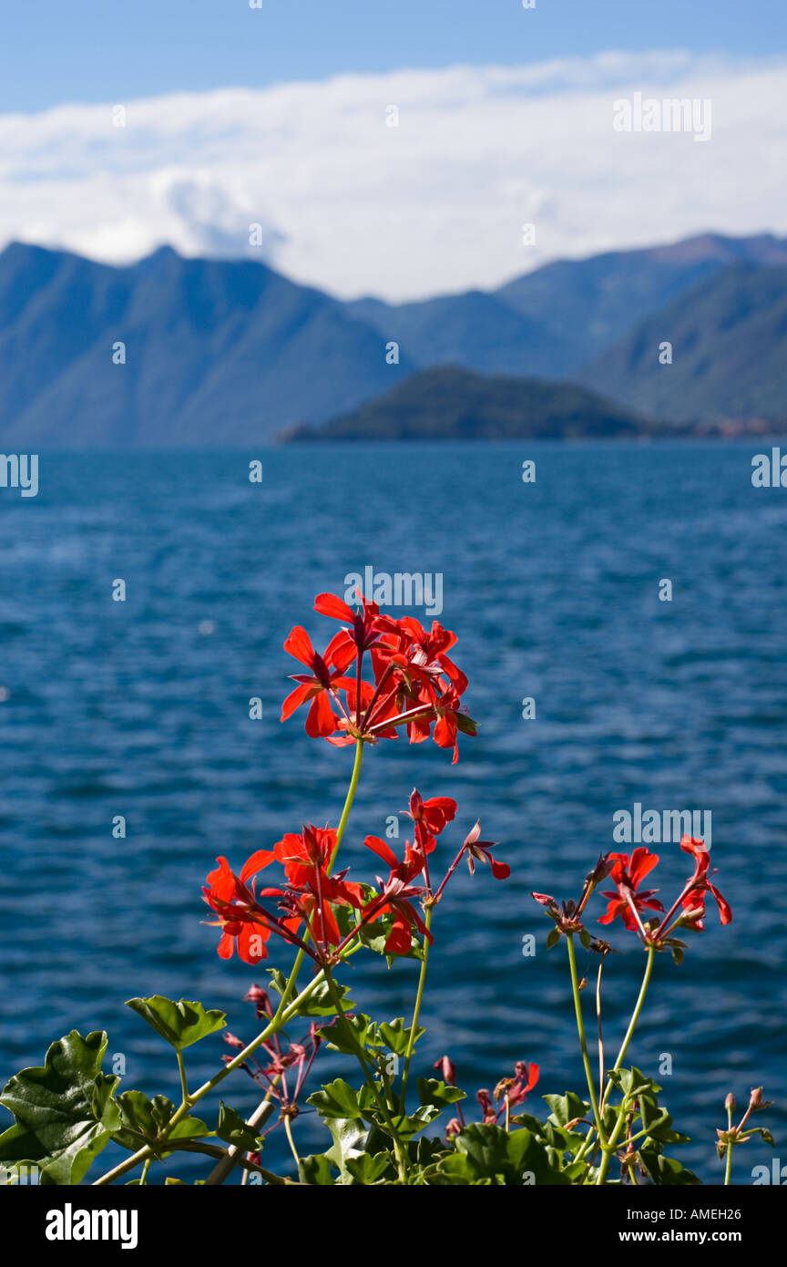 Geraniums at Bellagio Lake Como Italy focused on flowers Stock Photo ...