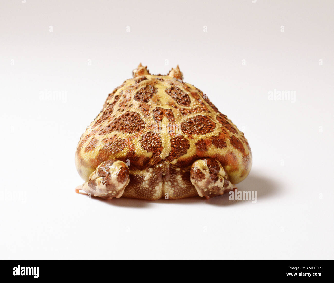 Argentinian Horned Frog High Resolution Stock Photography and Images ...