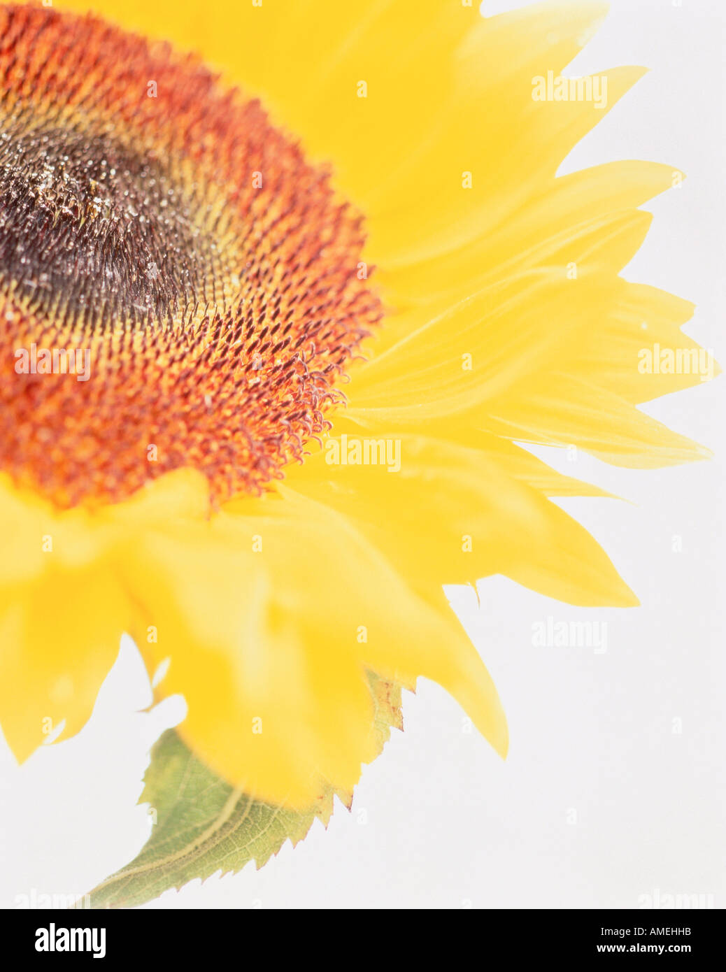 Detailed view sunflower flower hi-res stock photography and images - Alamy