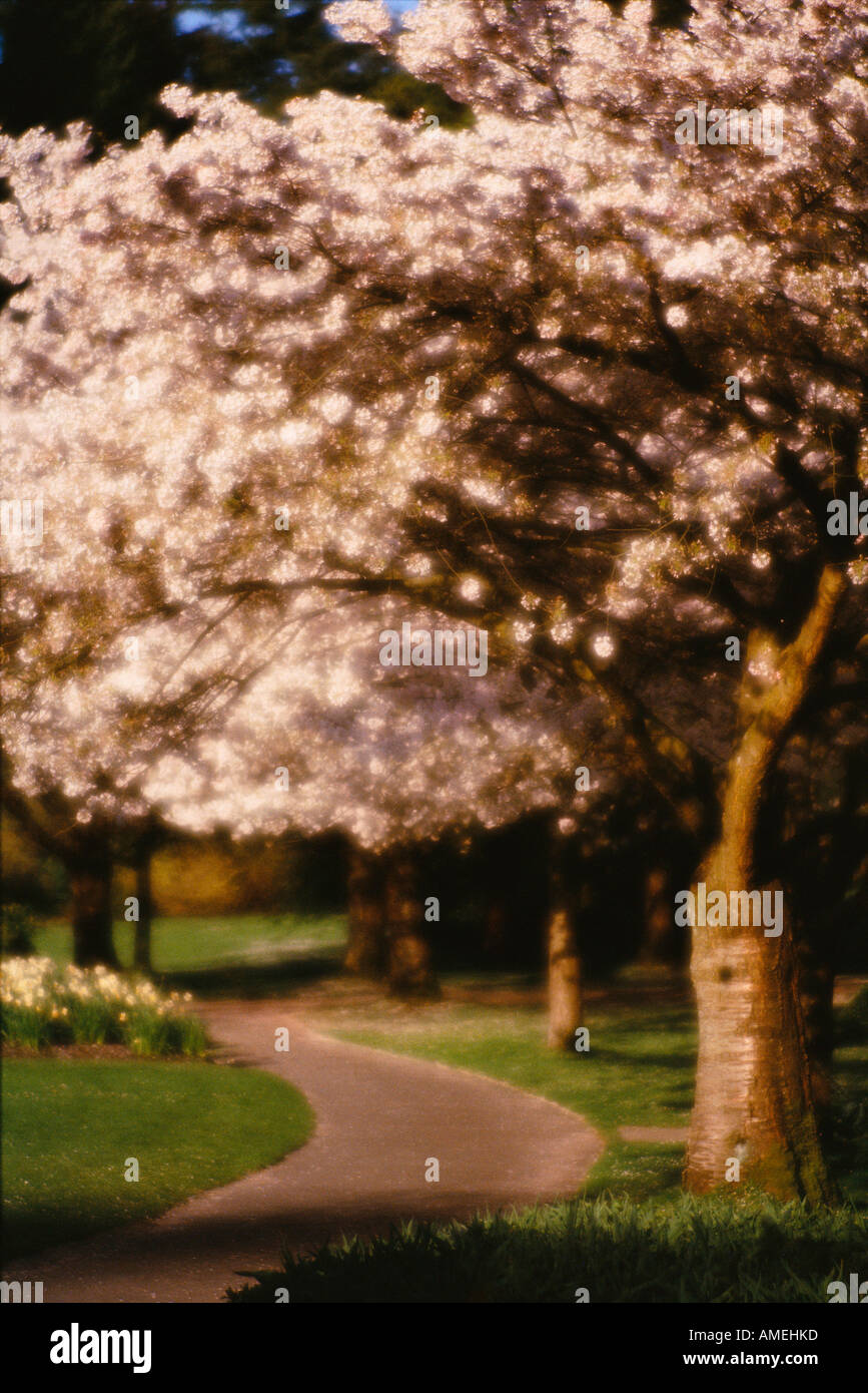 Trees in Bloom Along Path Stanley Park, Vancouver British Columbia ...