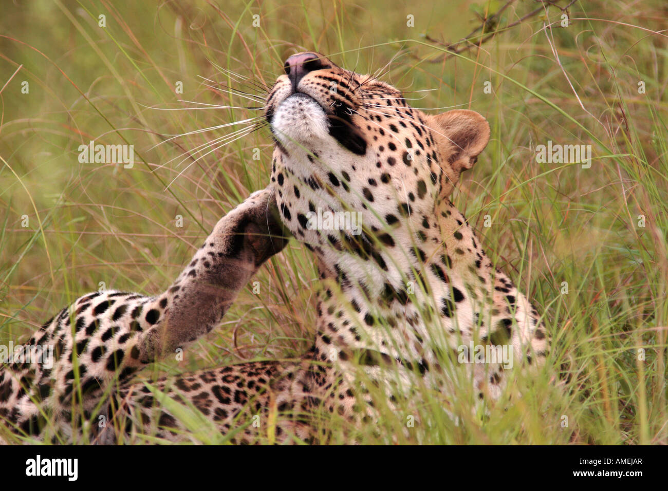 Panthera pardus scratching Stock Photo - Alamy