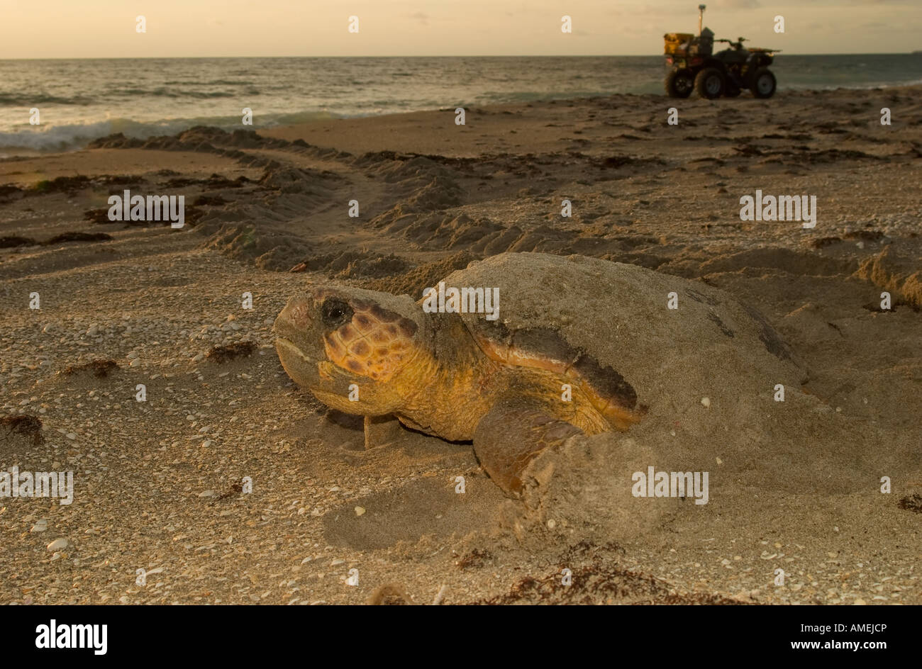 An adult loggerhead sea turtle (Caretta caretta) completes her nest ...