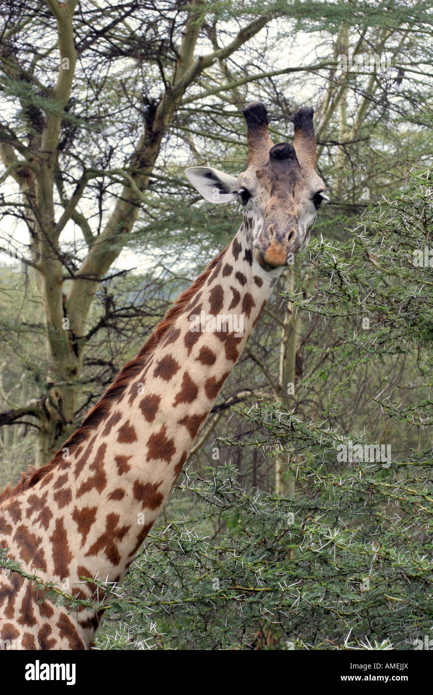 Masai Giraffe craning it's neck to get a look at the visitors on safari ...