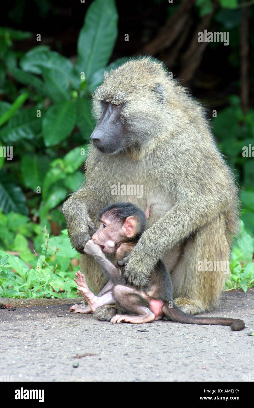 Baboon skin and tail hi-res stock photography and images - Alamy