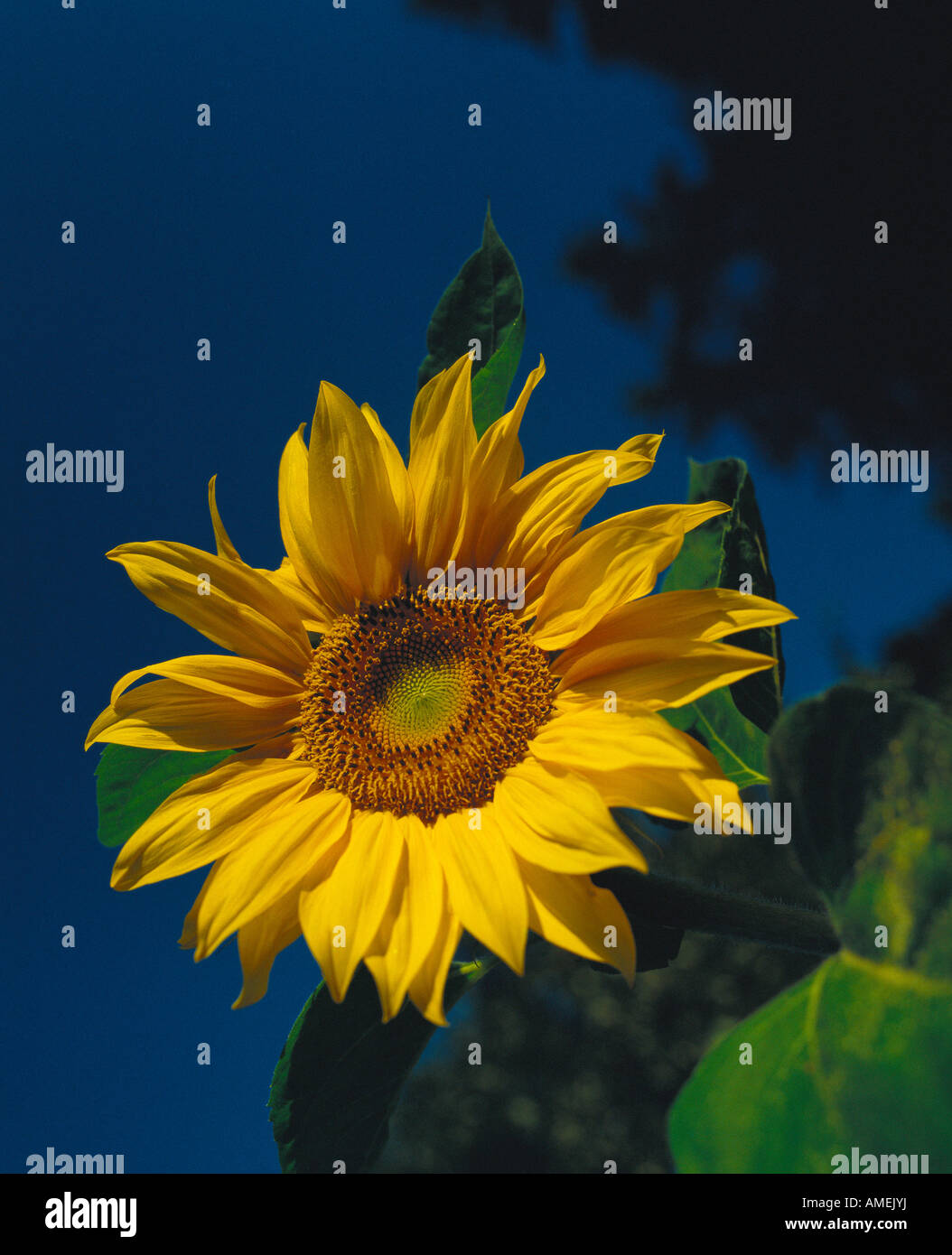 July 2001 Sunflower low angle view Stock Photo - Alamy