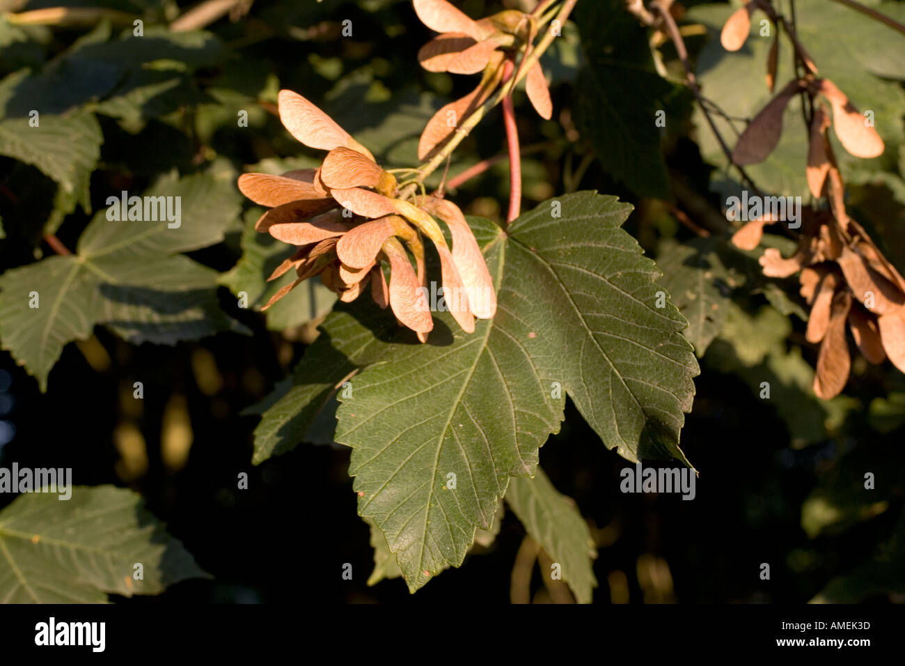 Winged seeds hi-res stock photography and images - Alamy