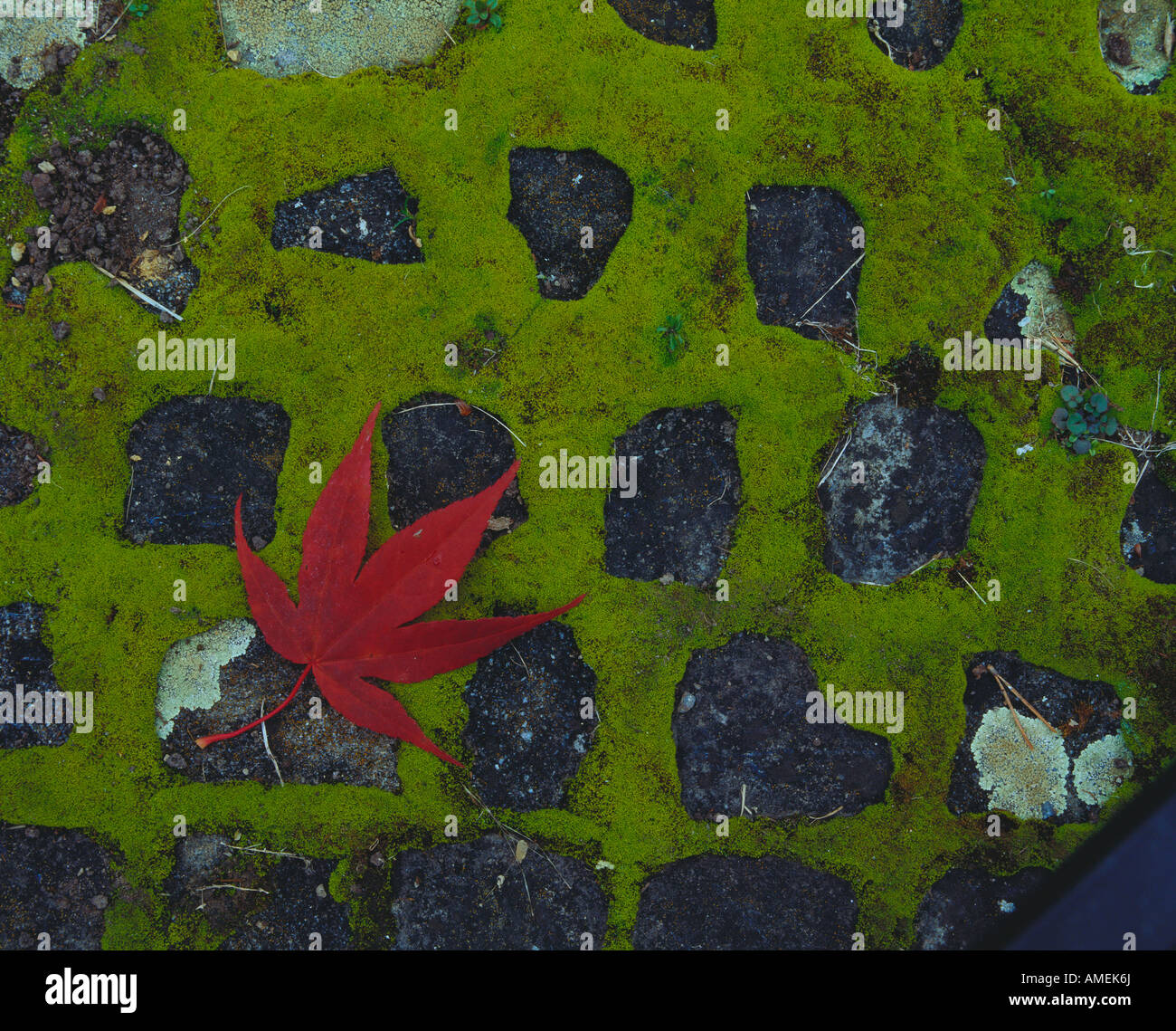 lonely red maple leaf Stock Photo - Alamy