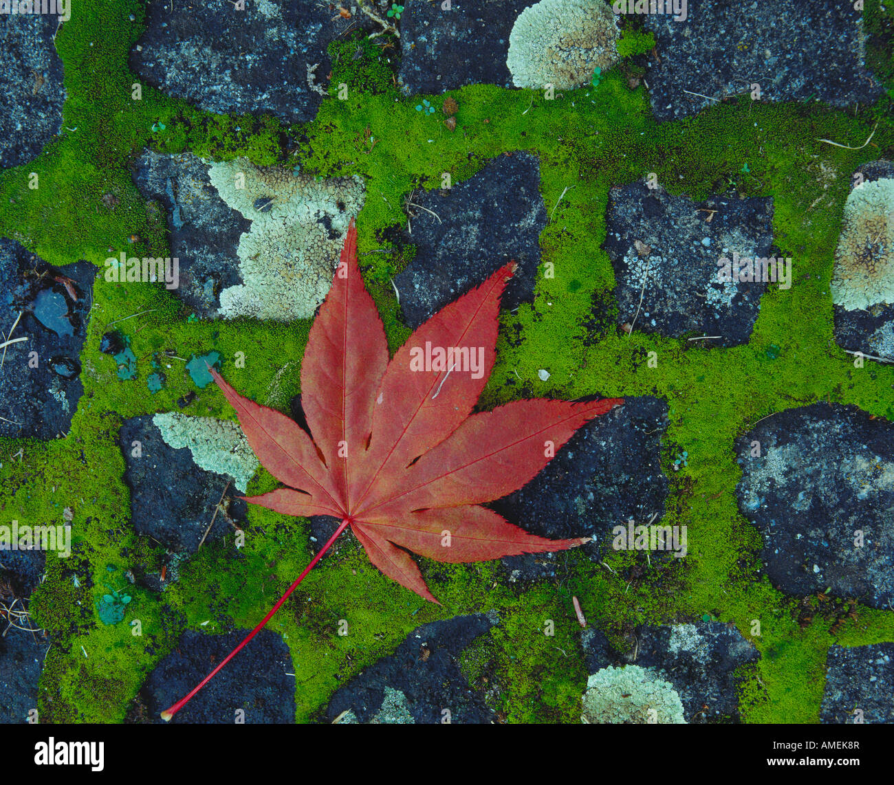 lonely red maple leaf Stock Photo - Alamy