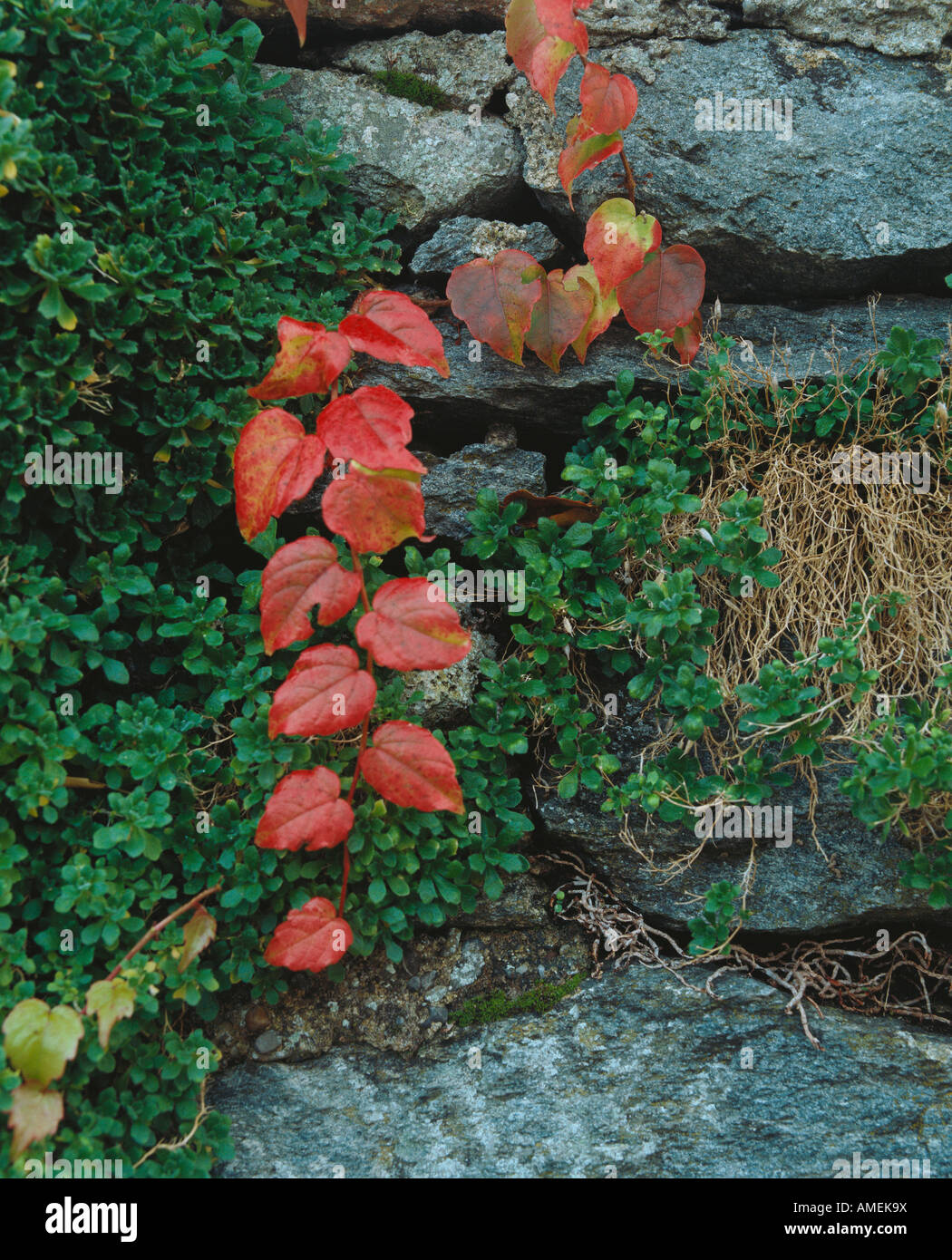 autumn vine leaves on rocks Stock Photo - Alamy